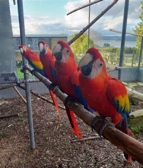 Ctrlcctrlvctrlvctrlvbirb Scrolller