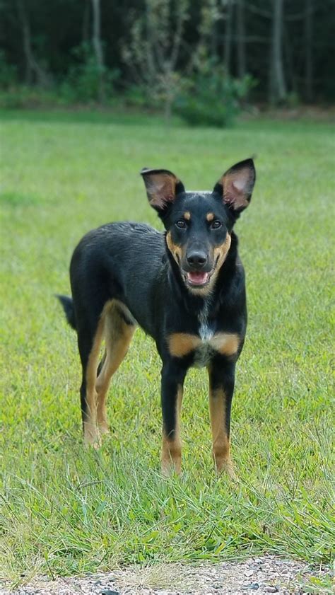 Lab Rat Meet Jack The Rat Terrier And Black Lab Mix