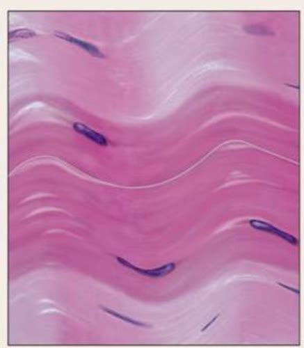 Anatomy Exam 1 Flashcards Quizlet