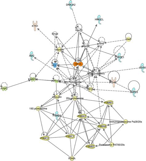 Biological Network Derived Using Ipa Network Analysis From The Low