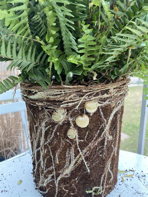 Freaky Nodes On Roots Of Kimberly Queen Fern Any Idea What These Are