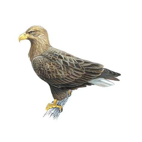 White Tailed Eagle Facts Haliaeetus Albicilla