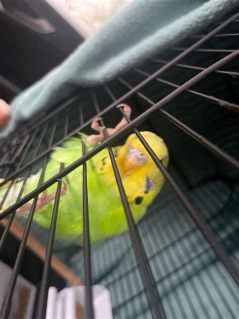 What Is My Budgies Sex R Budgies