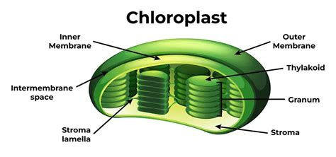 Chloroplasts Diagram Structure And Functions Geeksforgeeks