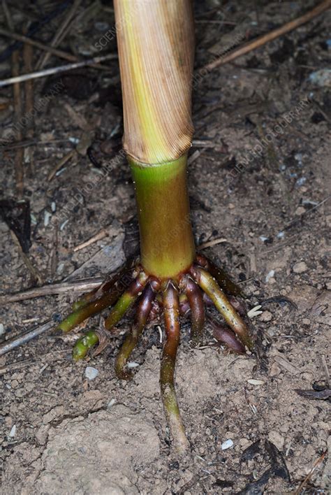 Roots Of A Corn Plant Stock Image C0273495 Science Photo Library