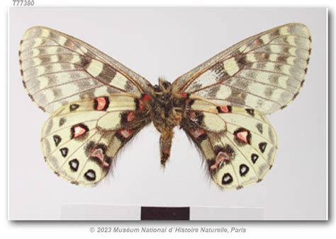 Parnassius O Orleans Type Specimens