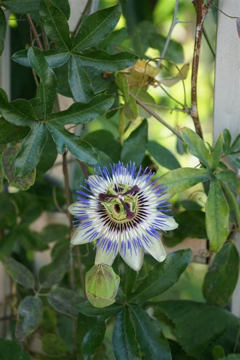 Winter Hardy Passiflora Incarnata In July In The Garden Germany Stock