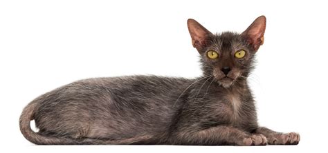 16 Weird Cat Breeds Youll Still Love I Discerning Cat