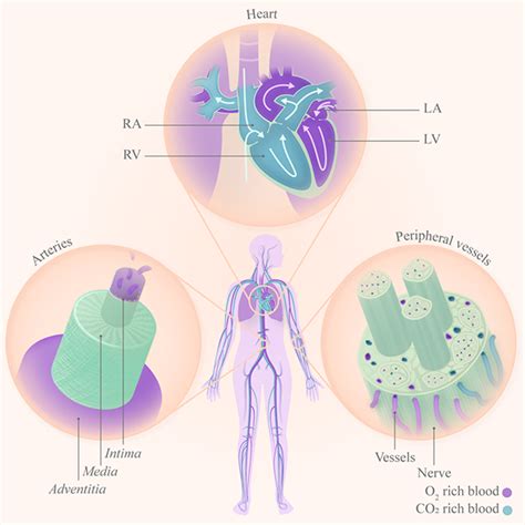 The Elasticity Of The Living Behance
