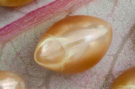 StackShot X Macro Rail Package