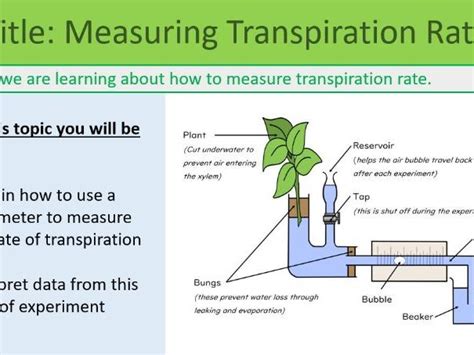 Transpiration Rate