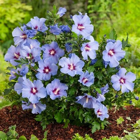 Hibiscus Syriacus Marina Ibisco Vendita Piante Online