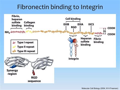 Cell Cell Interaction Part 1 Cell Junctions Pptx