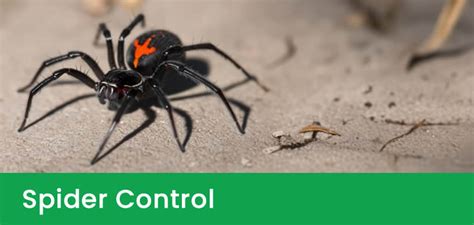 Spider Pest Control Sydney Effective Treatment For Spiders