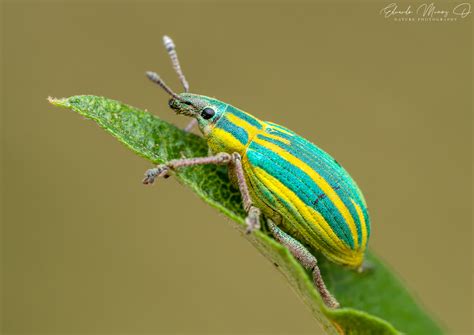 Order Coleoptera
