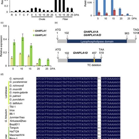 Expression And Structure Analysis Of The Phospholipase A Gene In G Download Scientific Diagram