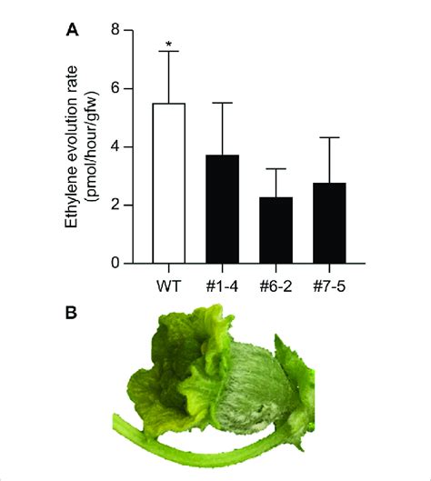 Ethylene Evolution From Apical Shoots And Induction Of Female Flowers