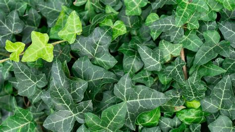 Different Types Of Ivy Plants