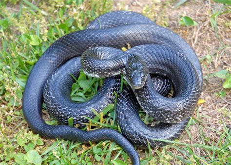 Black Racer Snake Teeth