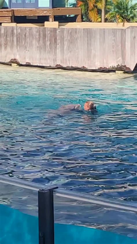 Ticklish Dolphins 🐬 Seaworld Dolphins Seaworld Adventures Facebook