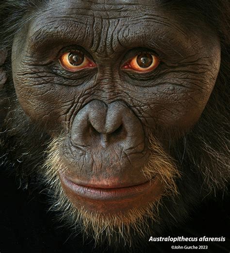 Australopithecus Afarensis Mchenry County College