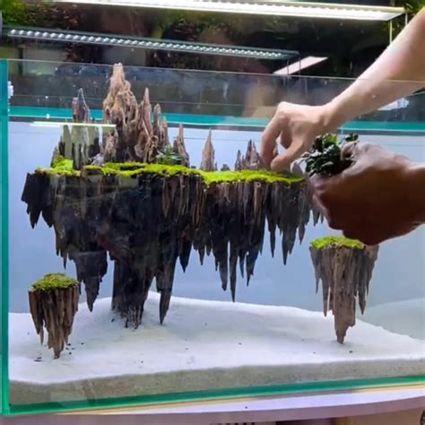 Bonsai Aquarium Driftwood Large Aquascape Drift Wood
