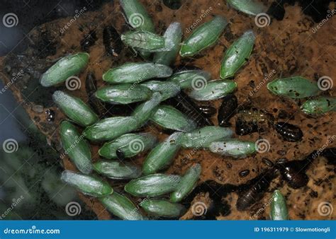 Green Banana Cockroach Panchlora Nivea In South America Stock Image