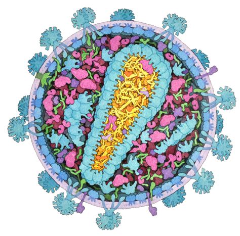 Hiv Virus Structure Animation
