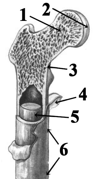 На рисунке цифрами 1 2 3 обозначены соответственно кости
