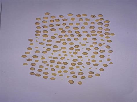 Balanced Soya Object Detection Dataset By SOYABEEN