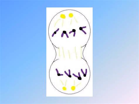 Mitosis Flip Book Pptx