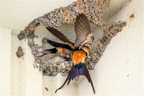 S Japanese Wild Birds Info