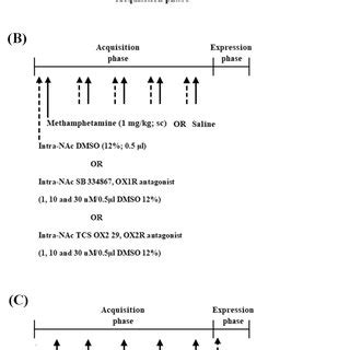 Graphical Scheme To Show Behavioral Protocol A Acquisition And Download Scientific Diagram