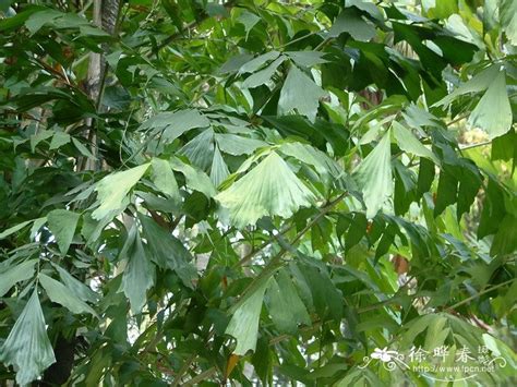 Caryota Cumingii