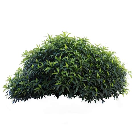 Shrub Outline Png Vrv8 PNG Image