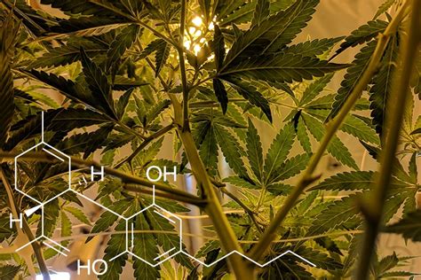 Everything You Need To Know About Endocannabinoid System Juju Royal