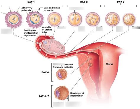 Fetal Development Diagram Diagram Quizlet