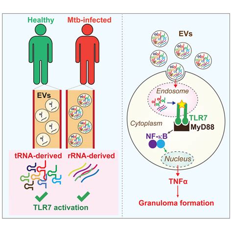 Modified Rna Sequencing Method Reveals How Small Rnas Boost Immune