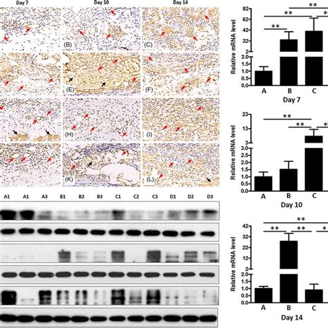 The Expression Of Vegf In Different Scaffold Groups Al Were