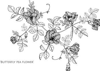Butterfly Pea Drawing Vector Images 69 Butterfly Pea Drawing Vector Images 69
