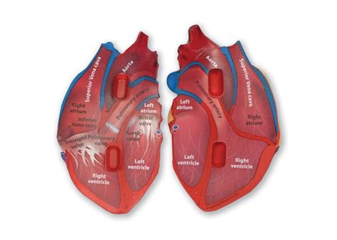 Cross Section Human Heart Model Learning Resources Stemfinity