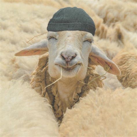 Gezellig Tsnl Ansichtkaart Blij Schaap