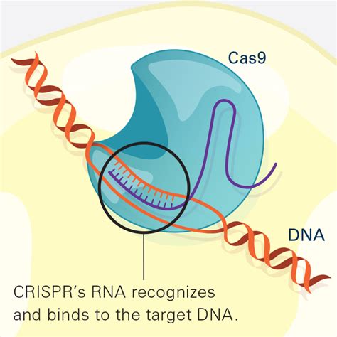 Crispr Illustration Frame 2 National Institute Of General Medical