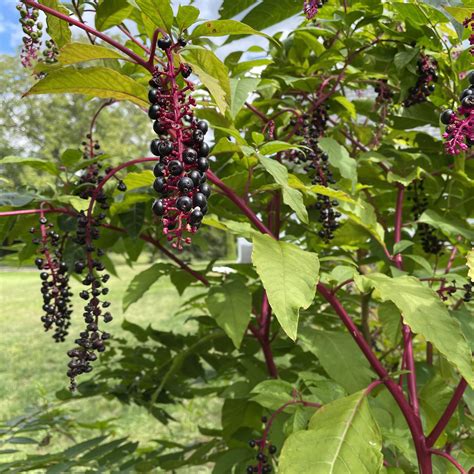 Plantas Moradas Con Bayas