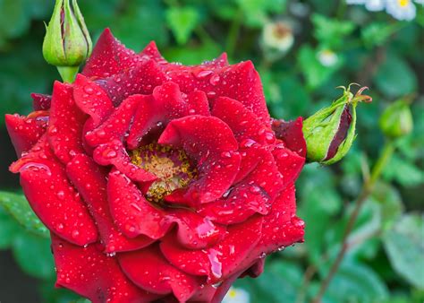 장미 붉은 빨간색 Pixabay의 무료 사진 Pixabay