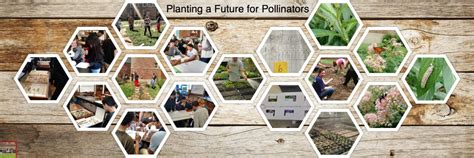 Planting A Future For Pollinators Fly Sex Courtship Song And