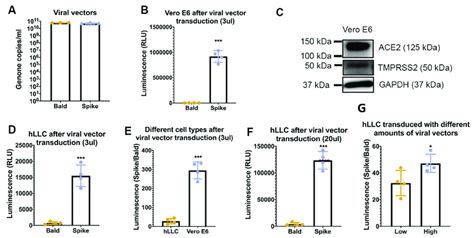 Sars Cov 2 Spike Pseudovector Can Enter Ace2 Expressing Cells A Download Scientific Diagram