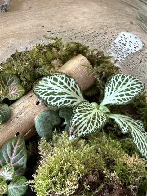 Insect In My Terrarium R Whatsthisbug