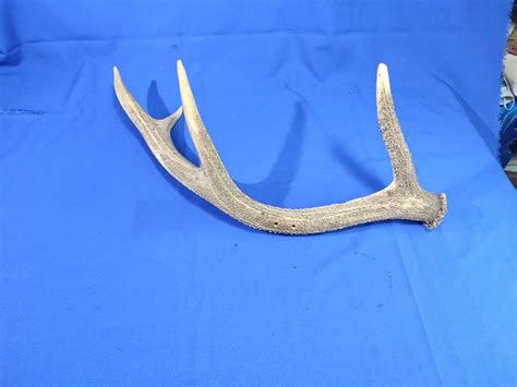 Справжні роги оленя для декору або вішалки в прихожу рукоділля — ціна 693 грн у каталозі
