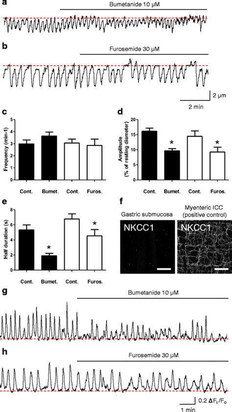 Roles Of Na⁺ K⁺ Cl⁻ Co Transporter Nkcc In Generating Spontaneous